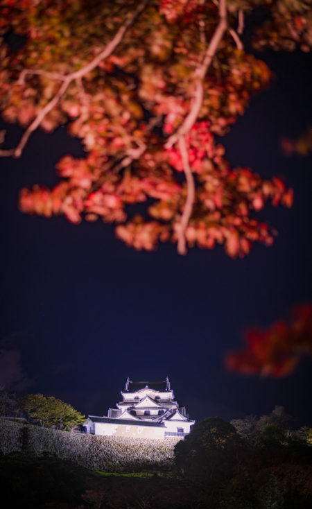 Autumn Illumination at Hikone Castle & Genkyuen Garden - Travel Caffeine