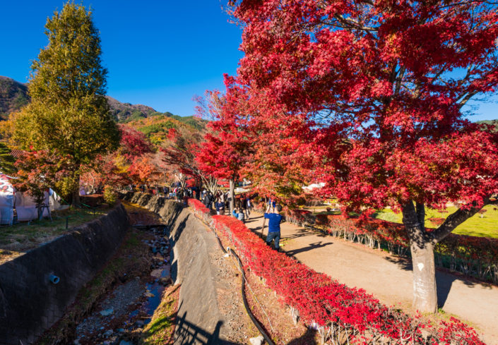 Tips & Things to Do in Fall at Mount Fuji - Travel Caffeine