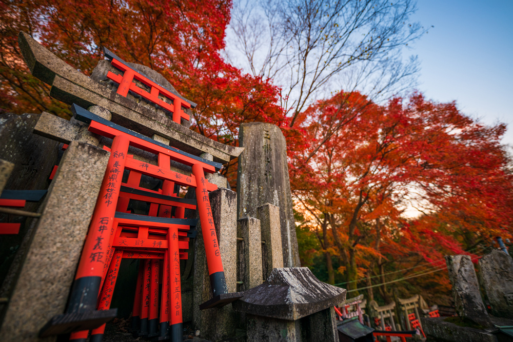 Fall Colors At Fushimi Inari Shrine In Kyoto Japan Travel Caffeine Fall Colors At Fushimi Inari Shrine In Kyoto Japan Travel Caffeine