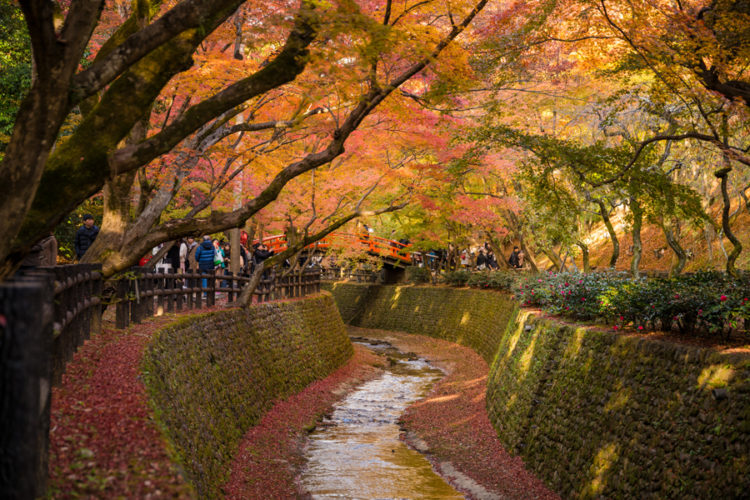 2025 Japan Fall Colors Forecast & Autumn Foliage Viewing Guide - Travel ...