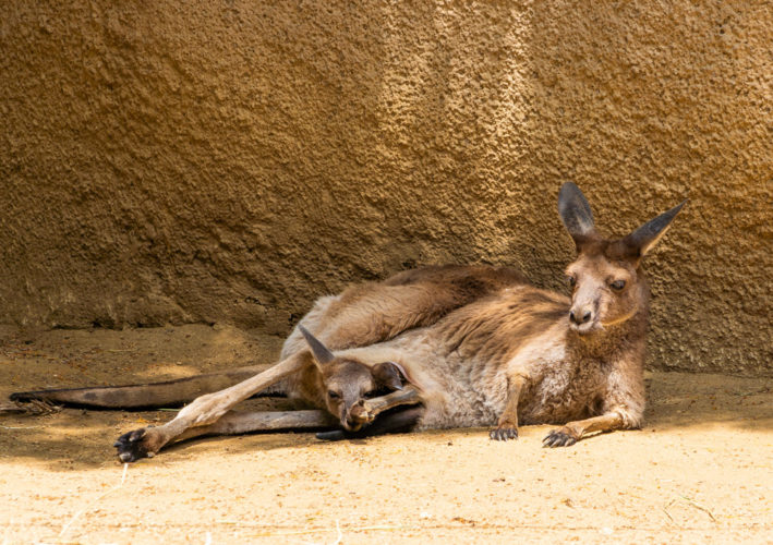 Los Angeles Zoo Review, Info & Tips - Travel Caffeine