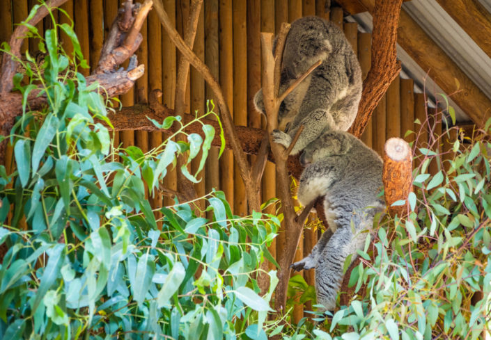 Los Angeles Zoo Review, Info & Tips - Travel Caffeine