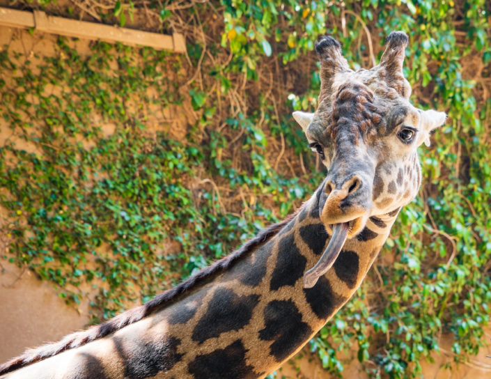 Los Angeles Zoo Review, Info & Tips - Travel Caffeine