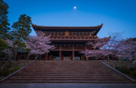 Best Cherry Blossom Nighttime Illuminations in Kyoto - Travel Caffeine