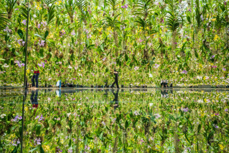 TeamLab Review: Tokyo Top Pick or Tourist Trap? - Travel Caffeine